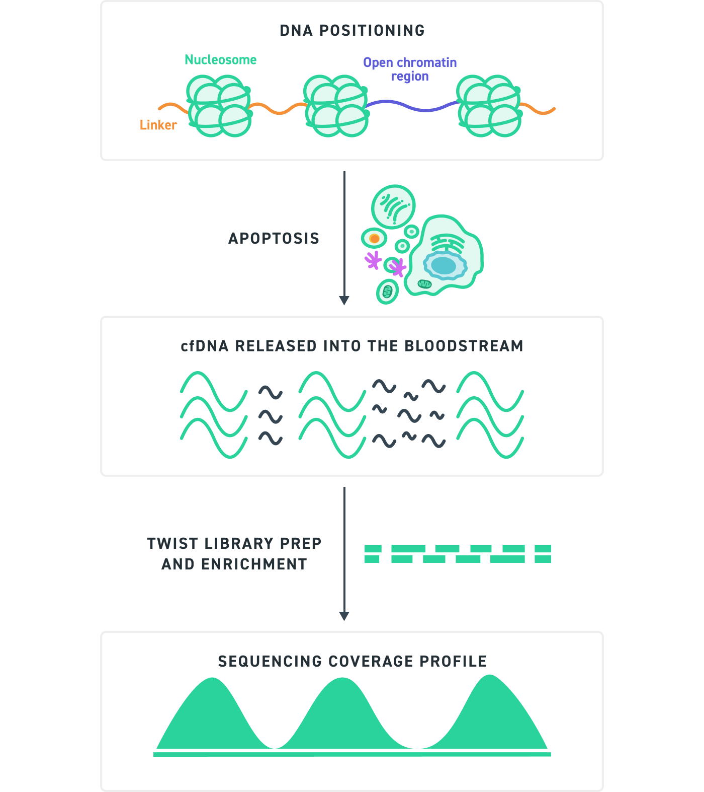 Twist Methylated UMI Adapters - TruSeq Compatible - Twist Bioscience
