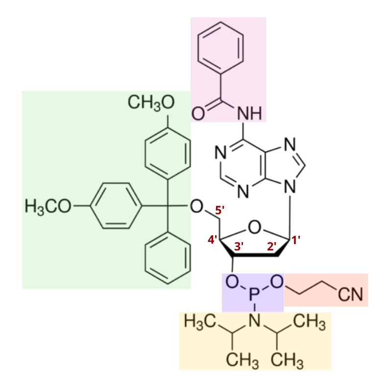Phosphoramidite Chemistry for DNA Synthesis | Twist Bioscience