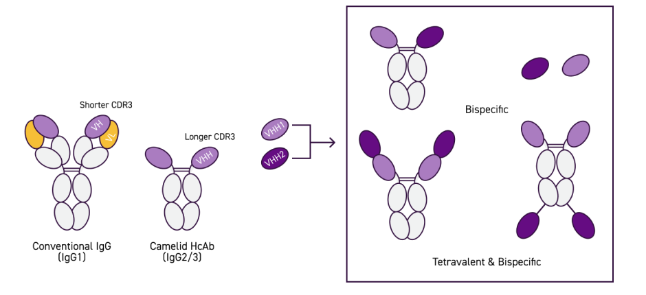 Single Domain (VHH) Antibody Discovery | Twist Bioscience